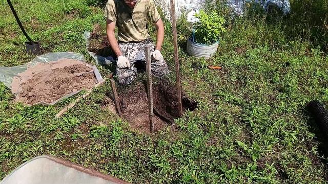 Как посадить Бархат Амурский и Эводию Даниэля