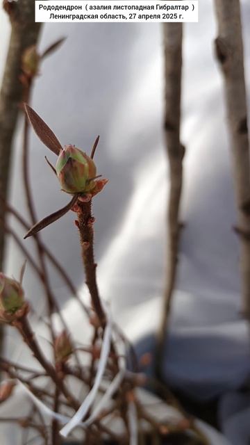 Рододендрон ( азалия листопадная Гибралтар) в апреле 2025 г.