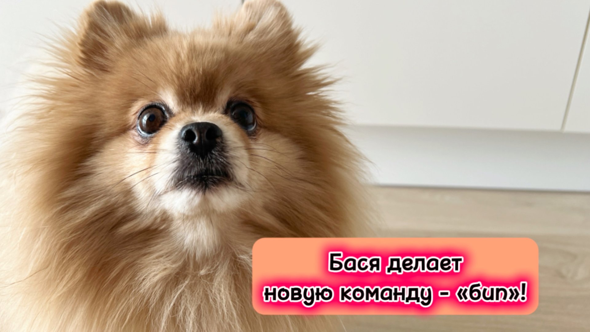 Бася делает новую команду - «бип»!