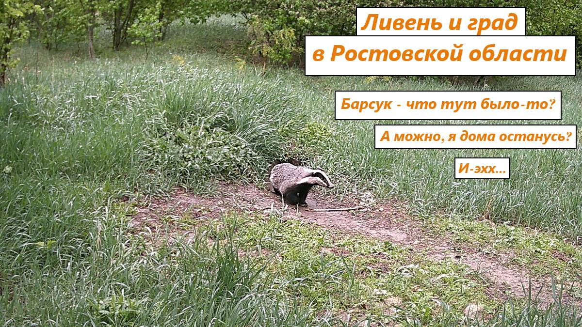 Сильный ливень и крупный град в Ростовской области. Ветрище. Барсук вышел и удивился. 26-27.04.25