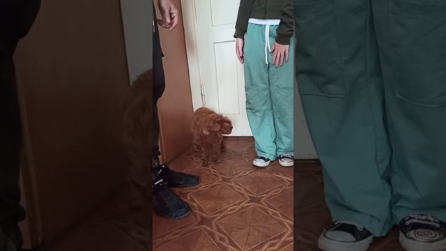 Пудель Рэй привёл в порядок прическу. Пришлось замаскировать результат бабушкиной самодеятельности.