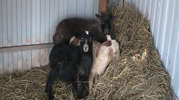 ОВЦЫ НА САМООБЕСПЕЧЕНИИ, В ТЕПЛИЦЕ РАСТЕТ, НО ПОГОДА...