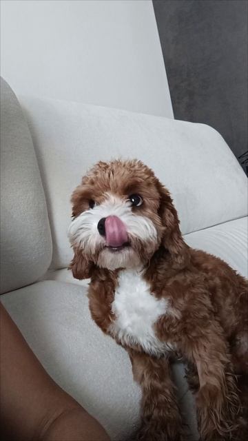 Спарки 🐕🐶дома 🏠