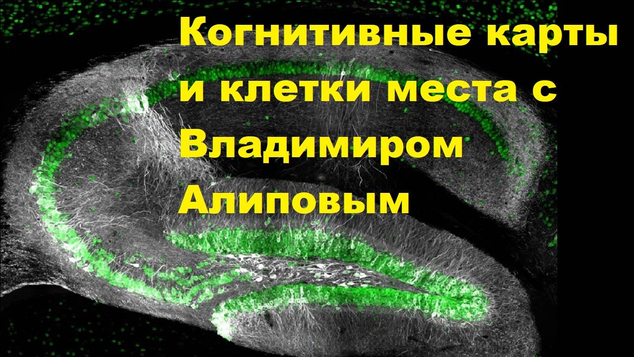Когнитивные карты и клетки места с Владимиром Алиповым