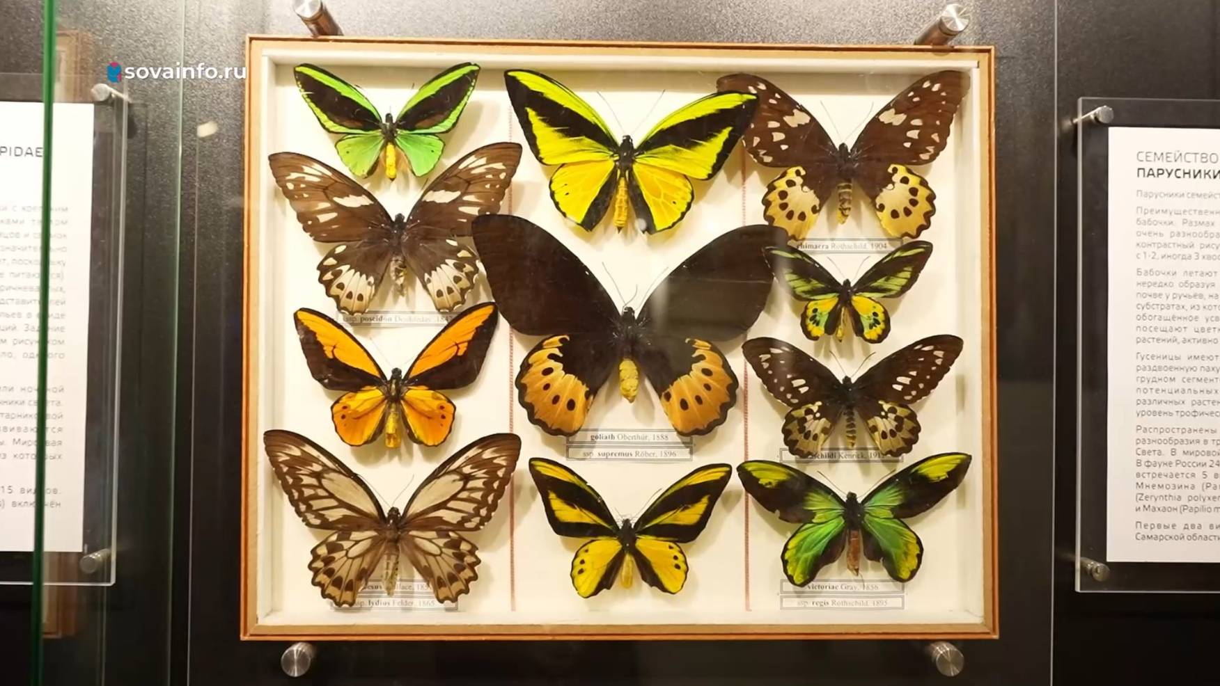 "Умный дом бабочек". Эксперименты Платоновой