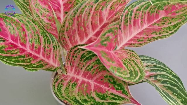 Аглаонема Маханакхон