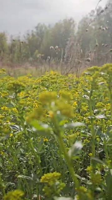 Цветы, снег и птицы поют. Вот такая она весна