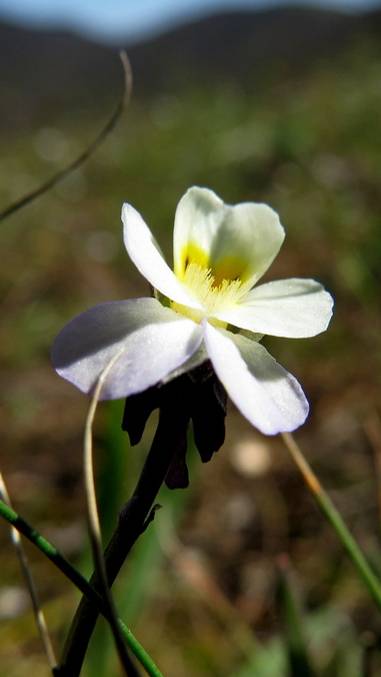 Анютины глазки на ветру.