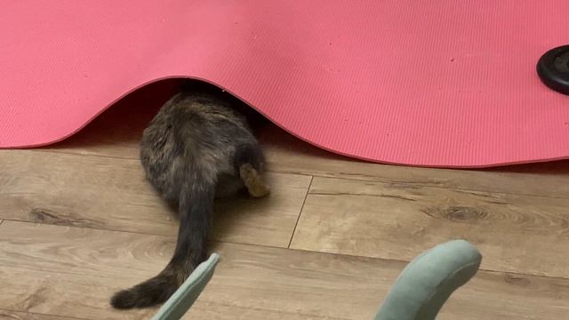 ЛУна и Один. Играла, никого не трогала. Пришёл Один и показал кто в доме хозяин.