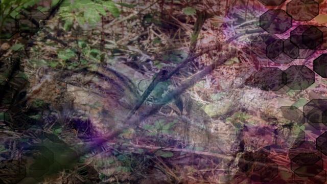 Бурундуки в бору Кемерово