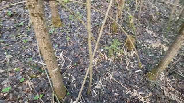 ГРИБЫ пошли в Тверской.