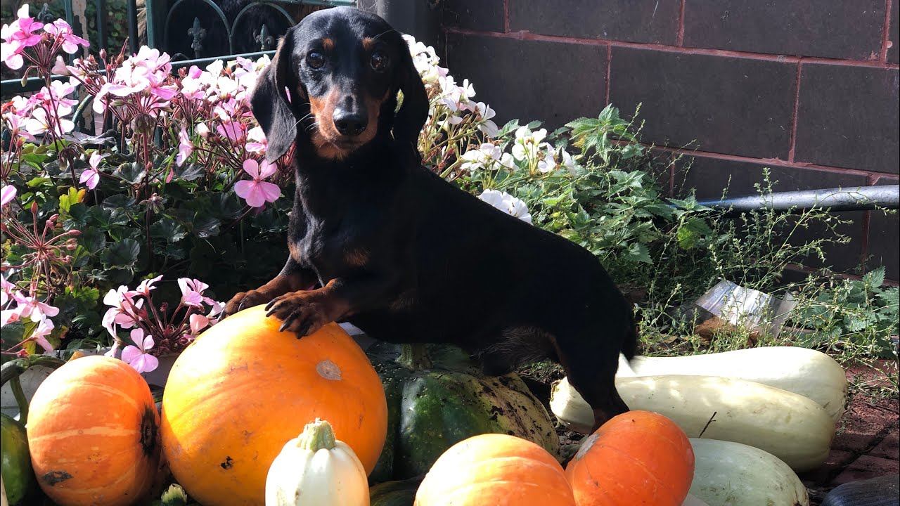 Первый урожай тыквы. Мы довольны