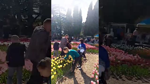 Тюльпаны, мои любимые!