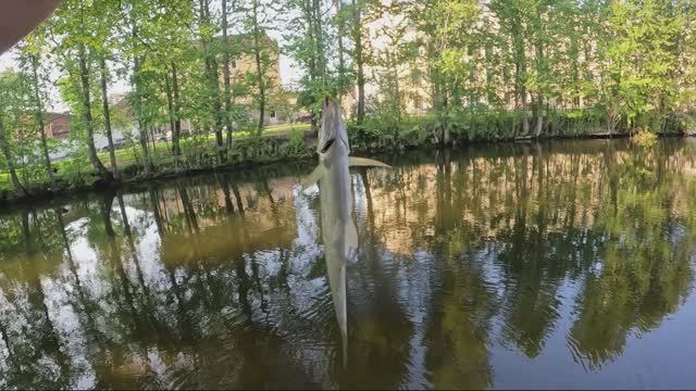 уклейка не дает проходу мормышке😜😜😜
