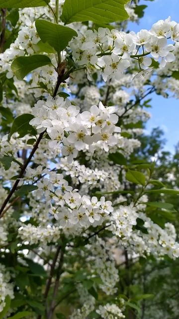 27.4.25 Цветёт черёмуха