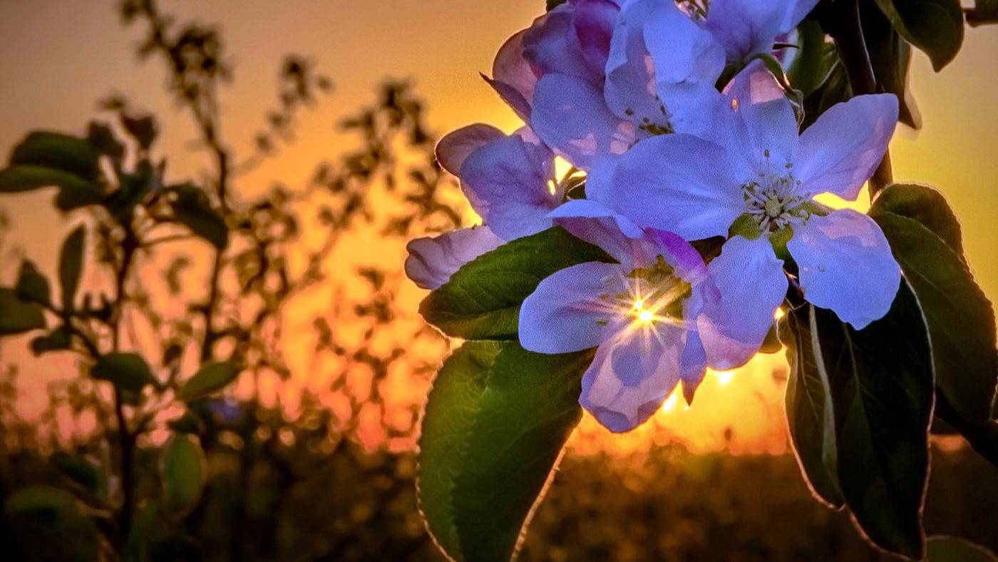 Весна мечты