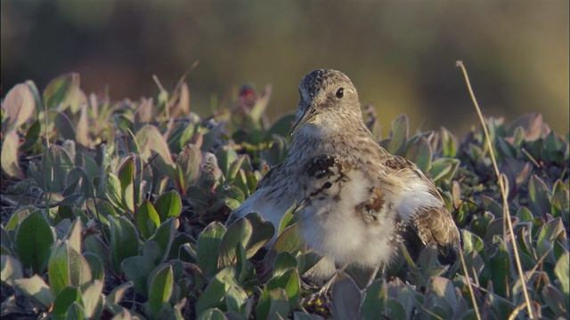 Замерзшая планета (Frozen.Planet). Эпизод 2. Весна