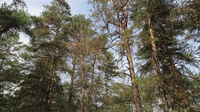 В сосновом бору Кемерово