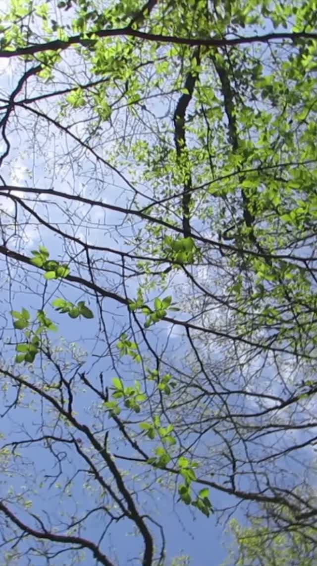 Весеннее небо