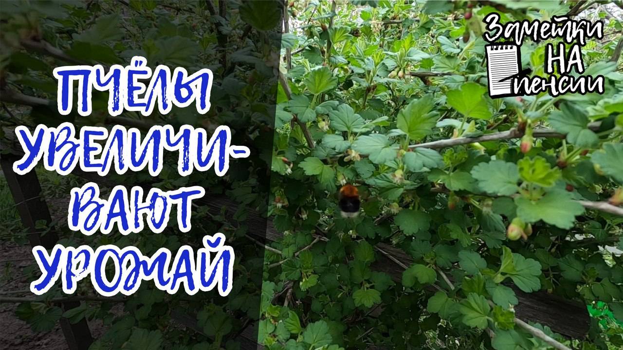 Будущий урожай зависит от опыления #пчелы #пасека #опыление #апрель