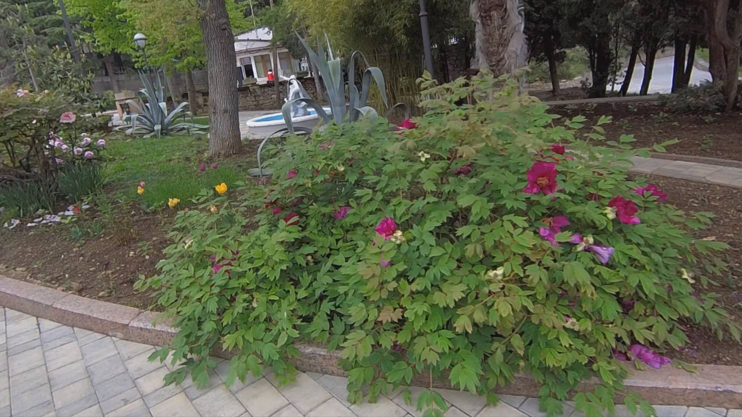 Крым. ЮБК. Гаспра. [2K] (НЕ) цветение в парке Харакс, часть 2. 23.04.25 #андрейкрымский #артемийкрым