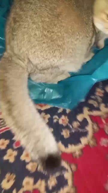 Кот в мешке, а точнее кошка