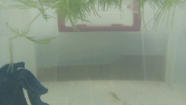 Рыбка петушок ухаживает за только что появишейся личинкой.