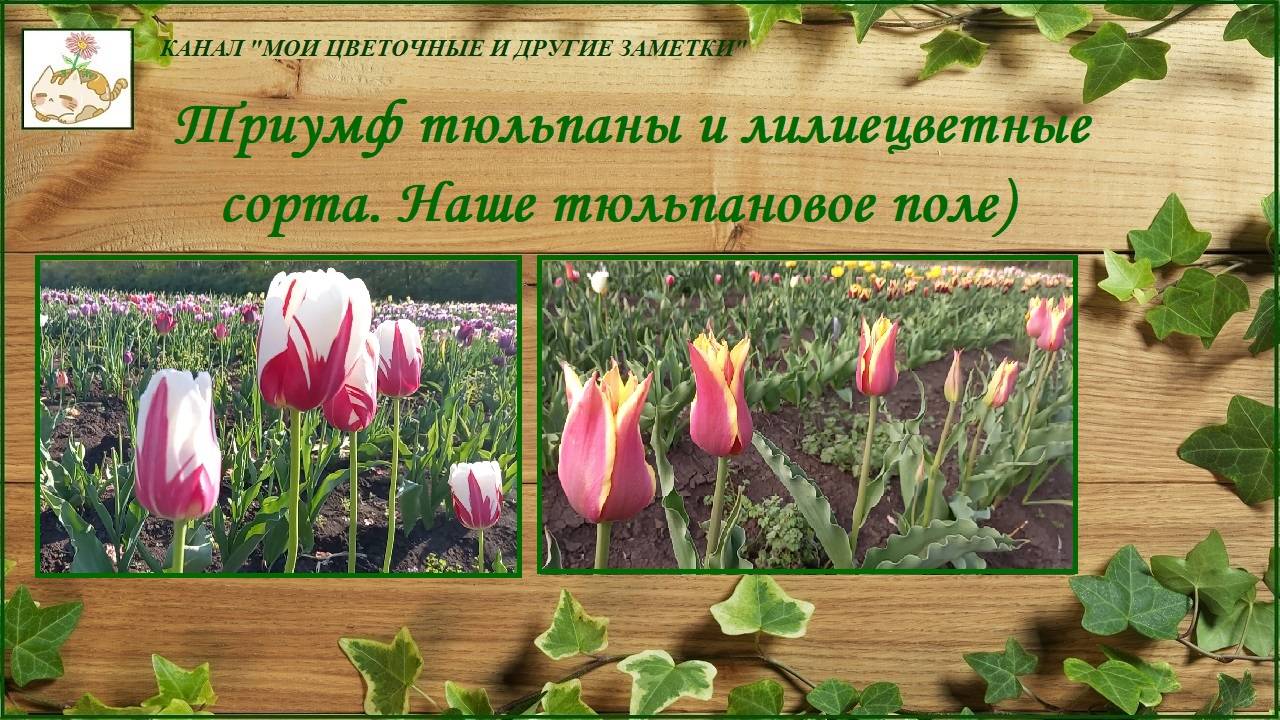 Наше тюльпановое поле цветет) Триумф тюльпаны и лилиецветные сорта