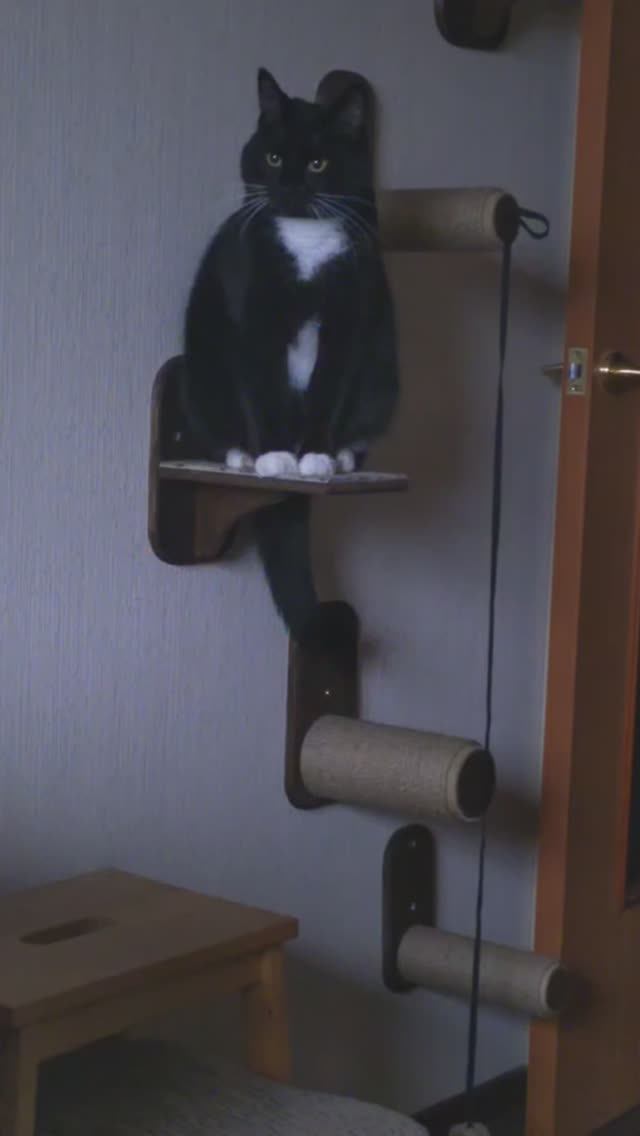 Пиксель - 2025-04-27 - Игрушка