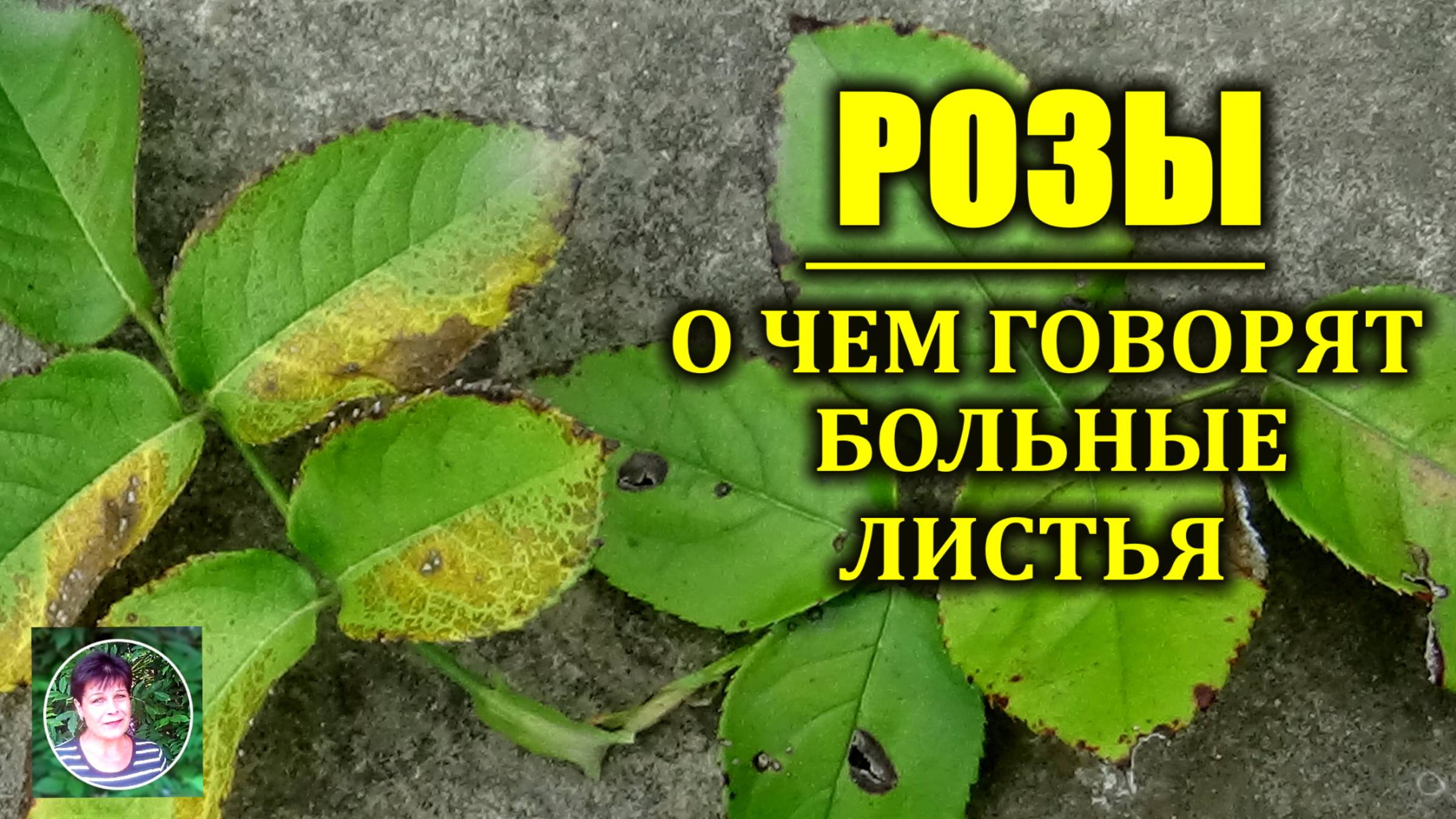 Чего не хватает розам. О чем говорят больные листья роз.