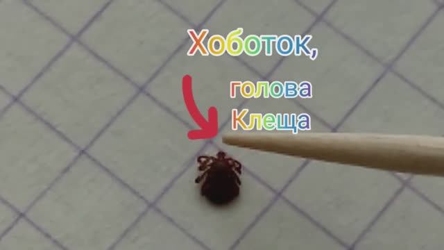 Весна 🌸💞 и клещи 🦀