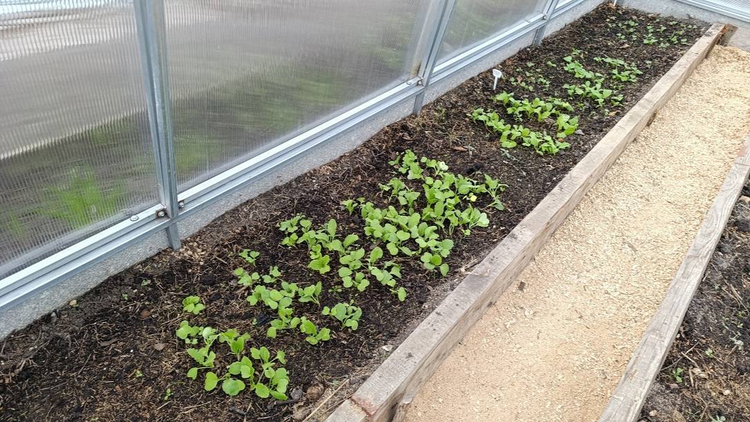 Теплица и весной пригодится 27.04.2025