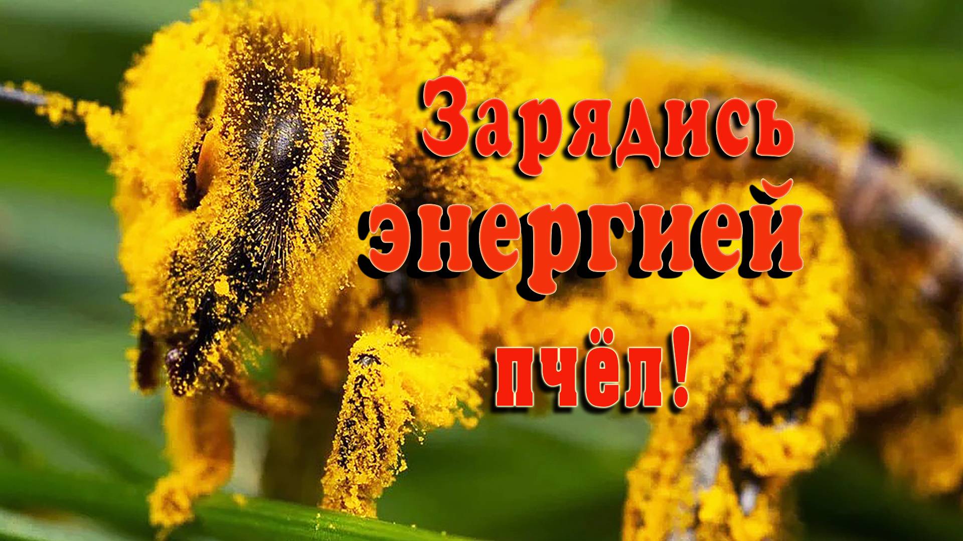 Зарядись энергией пчёл! Пчёлы несут пыльцу