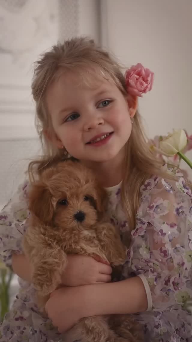 Фотосессия со щенками мальтипу.
Щенки съемка бэкстейдж.