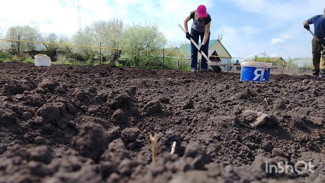 Сажаем картошку.
