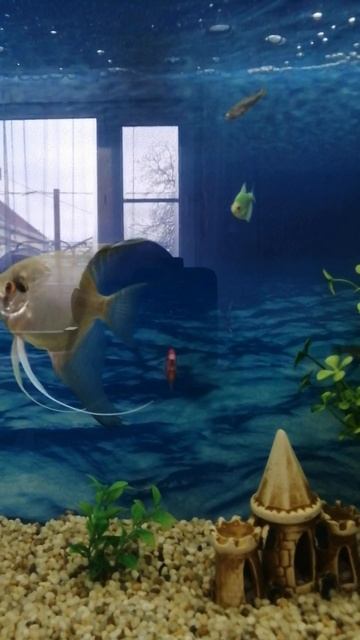 Аквариум.