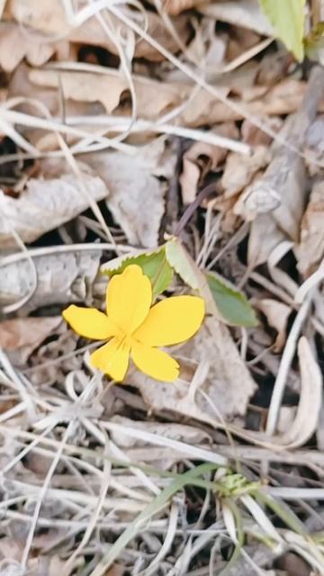 Цветуечки🌹