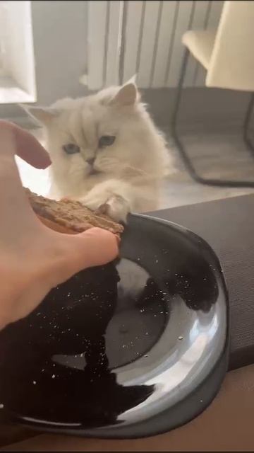 Так выглядит полное разочарование😼