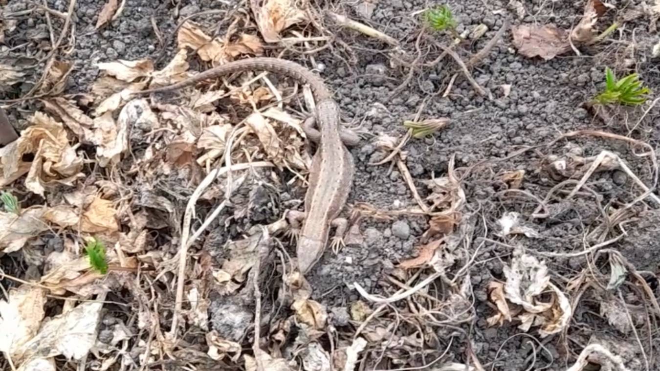 20250427_152125_001 Ящерица построила дом в теплице. Сбежала, но потом вернулась