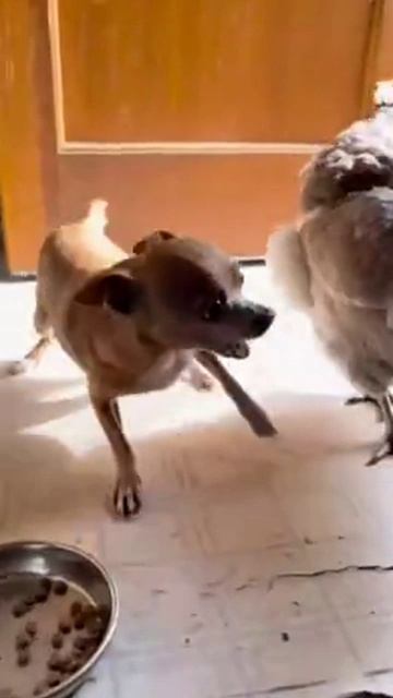 Делится надо