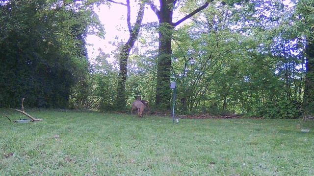 Одинокая ворона, косули.