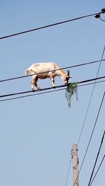 Кушать хочется