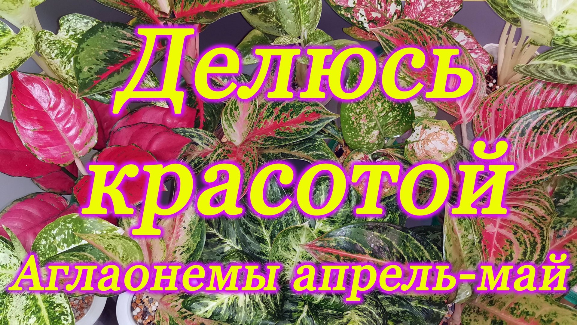 Излишки аглаонем апрель- май 2025