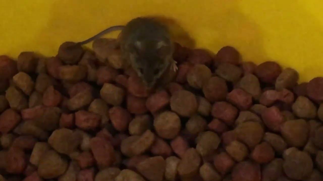 Полевые мыши пришли отведать собачьего корма