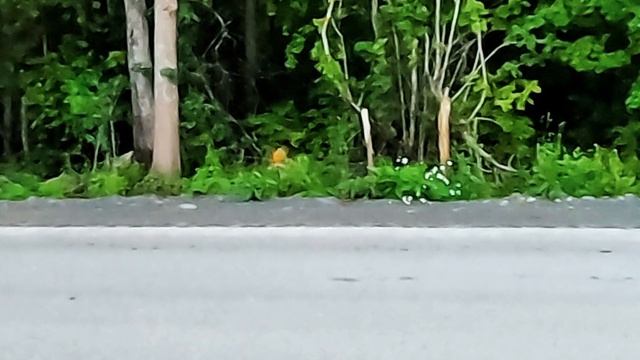 Неожиданная встреча с местной красавицей