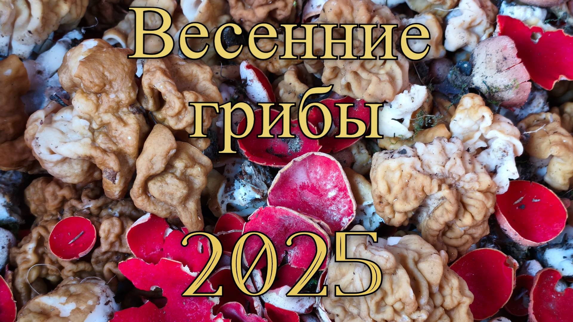 Весенние грибы 2025 / Spring mushrooms 2025