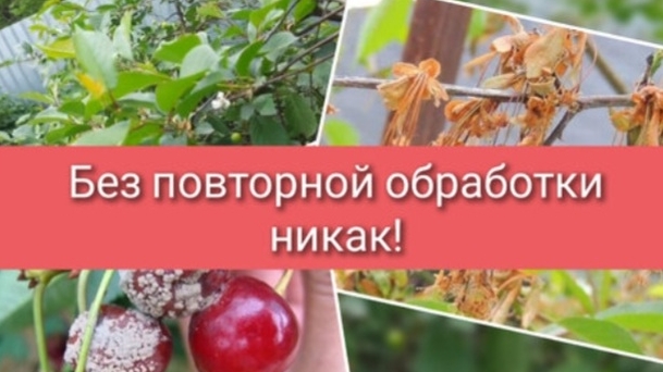 Обработка деревьев после цветения от болезней и вредителей