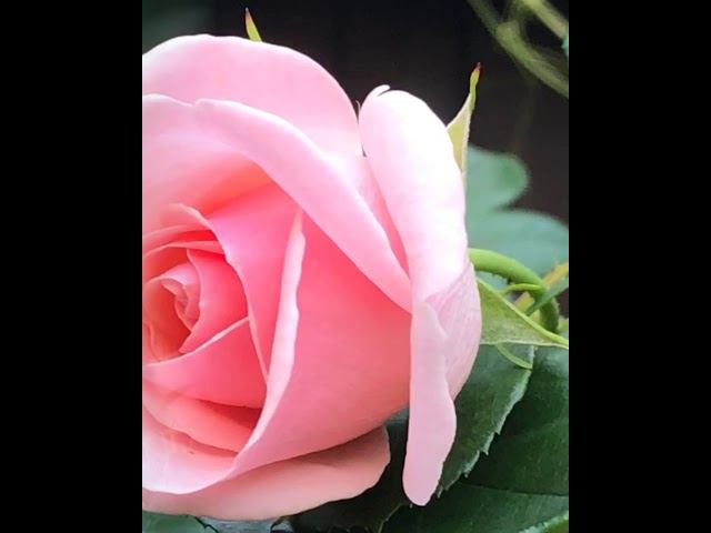 Мой райский сад 2020