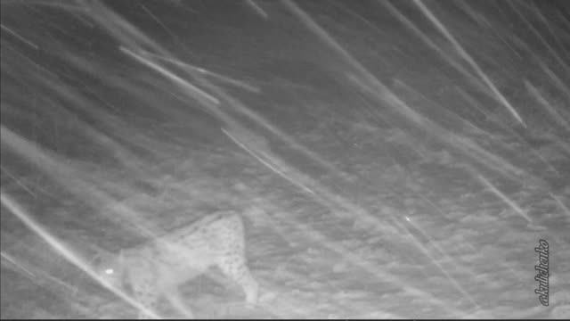 Рысь в метель