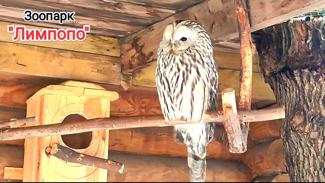 Нижегородский зоопарк "Лимпопо". Часть 4